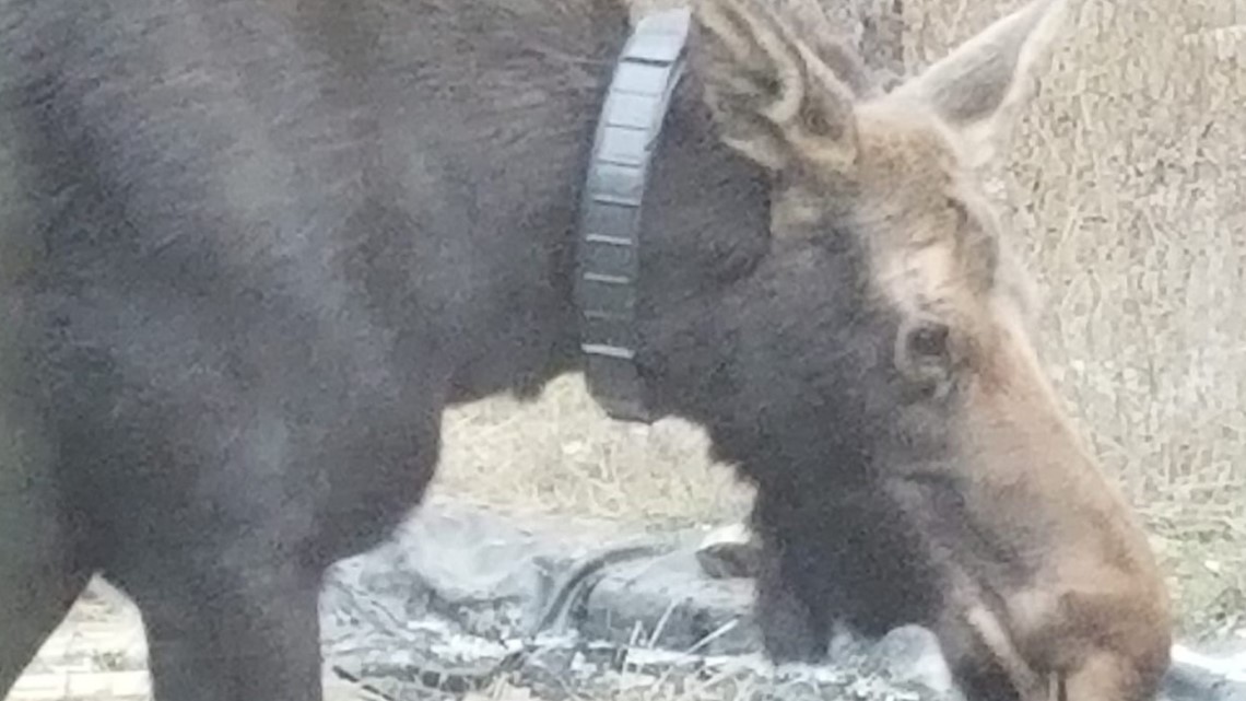 Moose spotted with ring around its neck near Athol ‘looks healthy ...