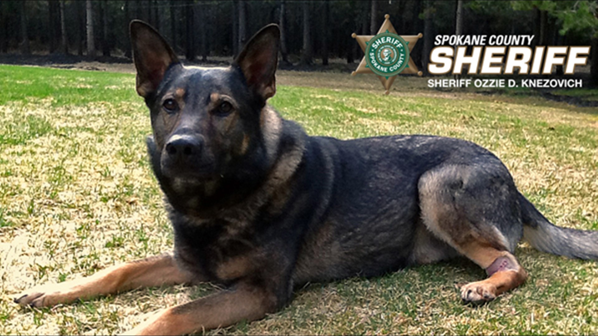 Non-profit raises money for Spokane Police K9 unit | krem.com