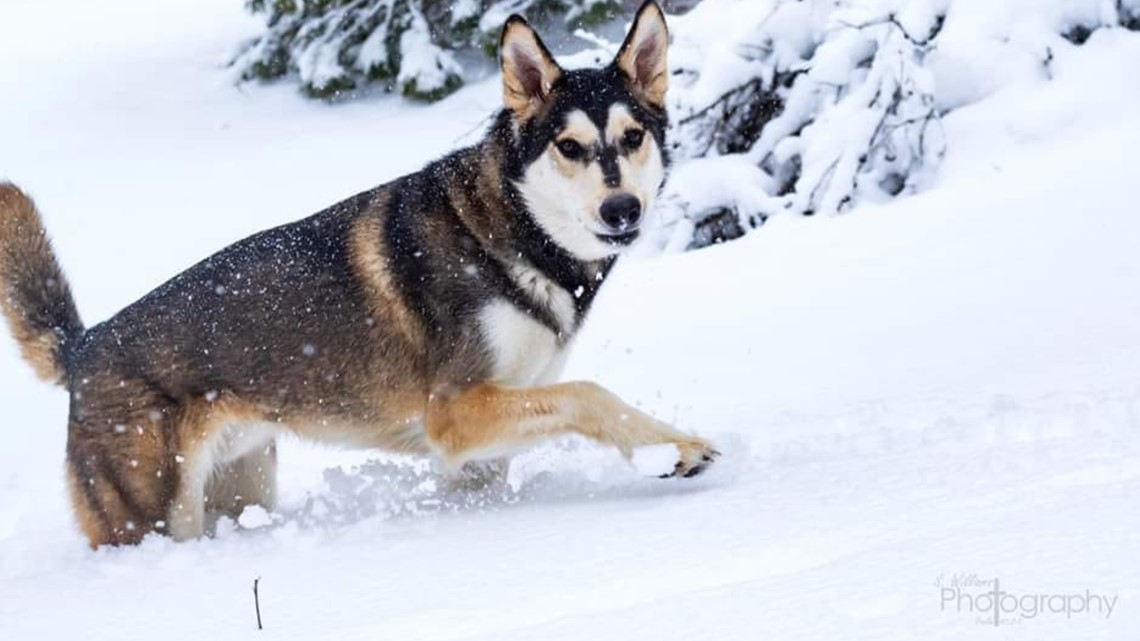 Your adorable photos, videos of pets enjoying snow in the Inland ...