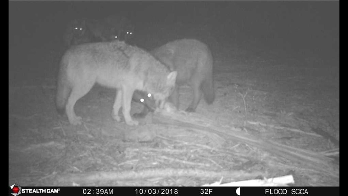 WDFW kills 4 members of OPT wolf pack due to cattle attacks | krem.com