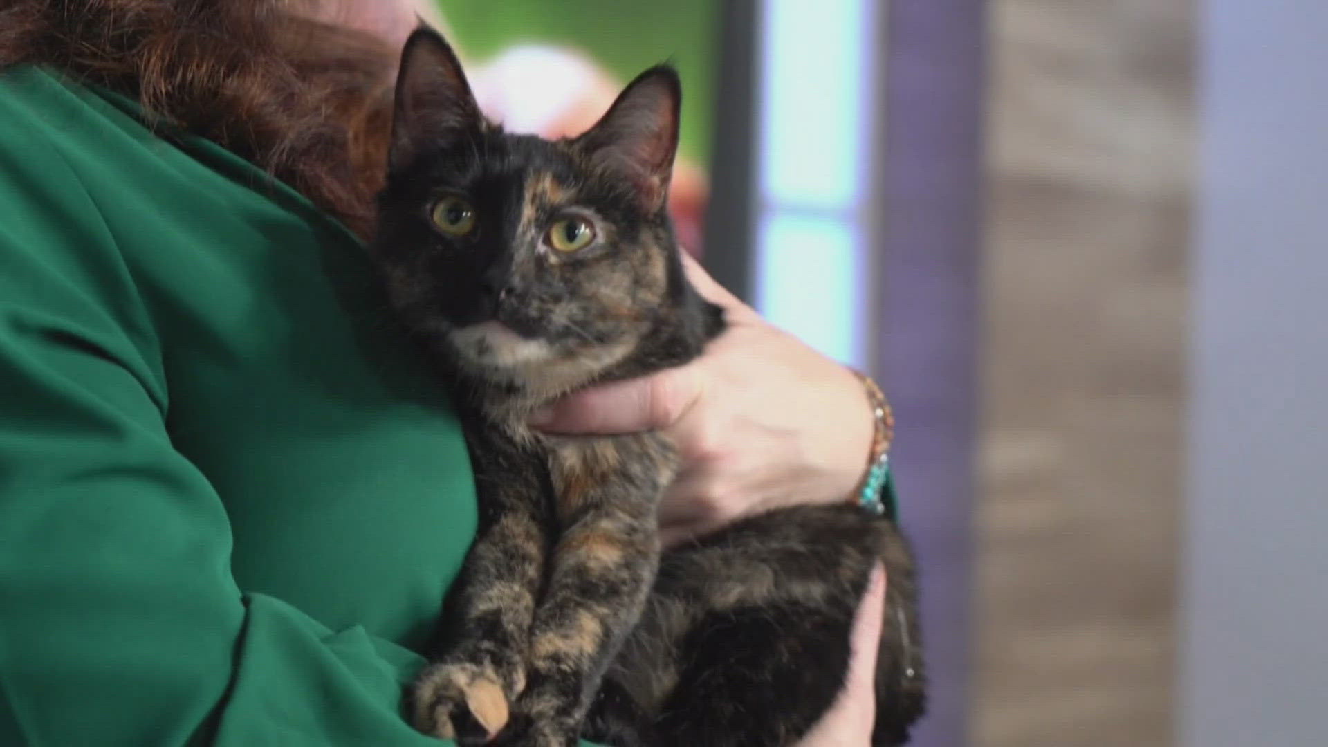 Pick of the Litter: Meet Fresa, an 8-month-old kitty | krem.com