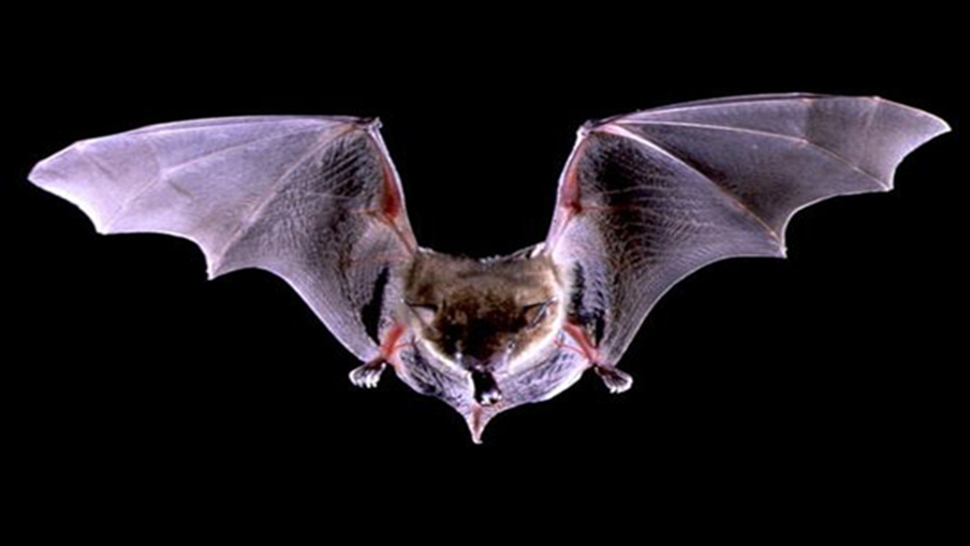 Bat tests positive for rabies in Spokane County, three people were ...