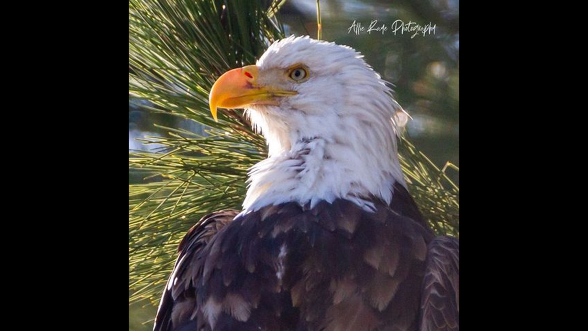 Bald eagles spotted at Higgins Point | krem.com
