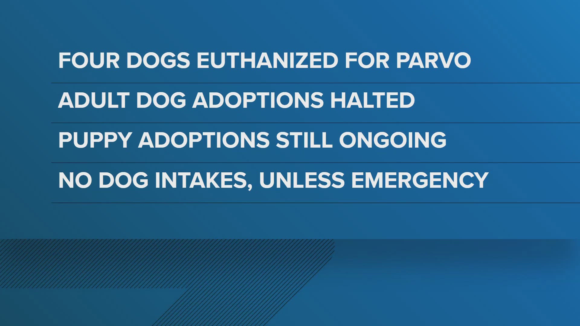 SCRAPS halts dog adoptions amid increasing cases of parvo, four of ...