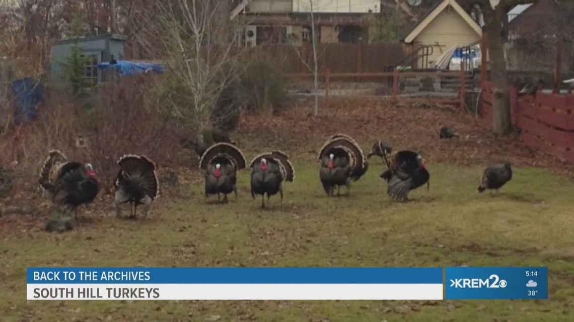 Back to the Archives: A look at the South Hill turkeys | krem.com
