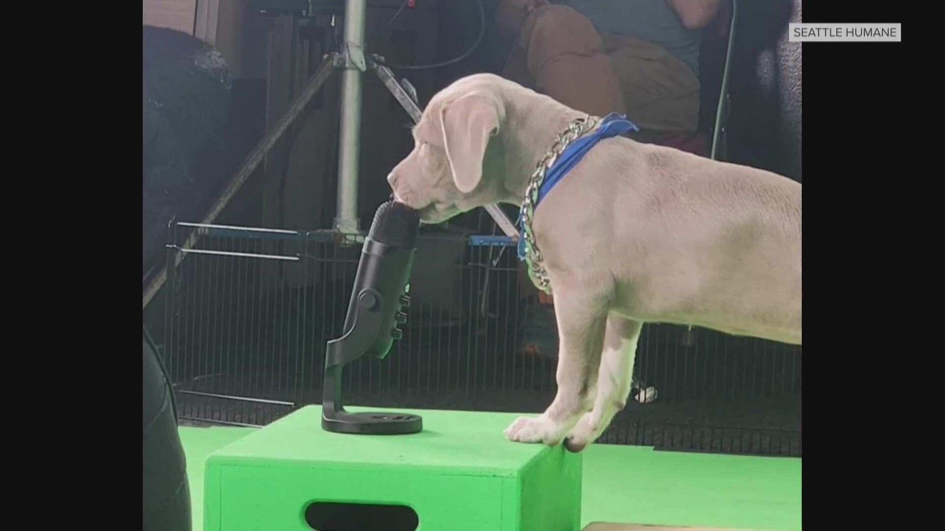 Washington, Idaho pups competing in 2026 Puppy Bowl | krem.com