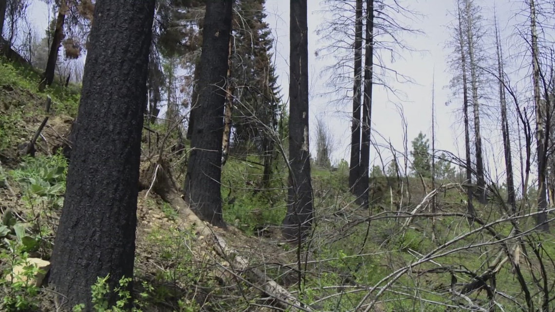 $900,000 in grants awarded by WA DNR for reforestation efforts | krem.com