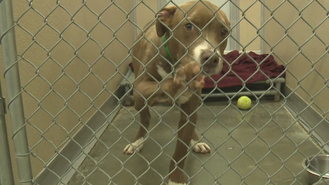 Kennel cough outbreak at SpokAnimal puts adoptions on hold | krem.com