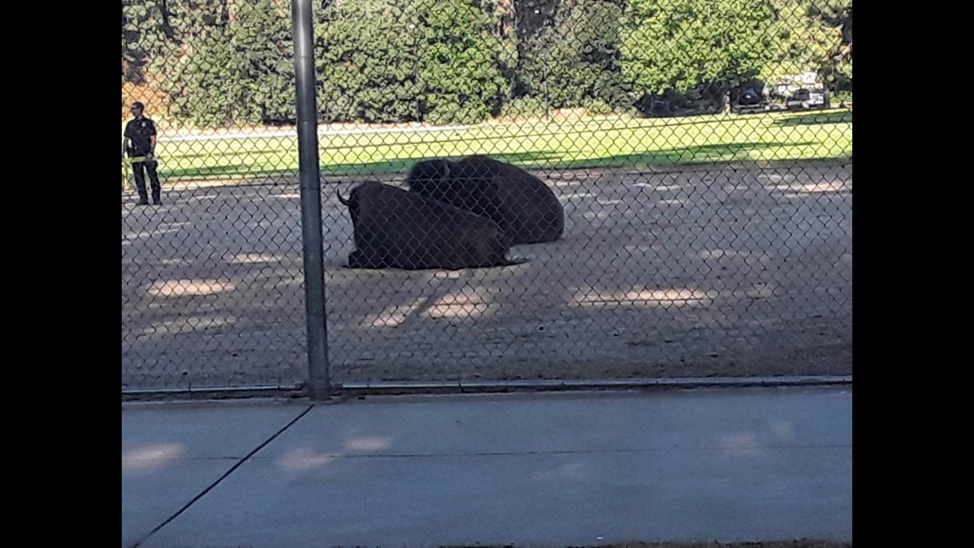 Two bison spotted at Underhill Park in Spokane | krem.com