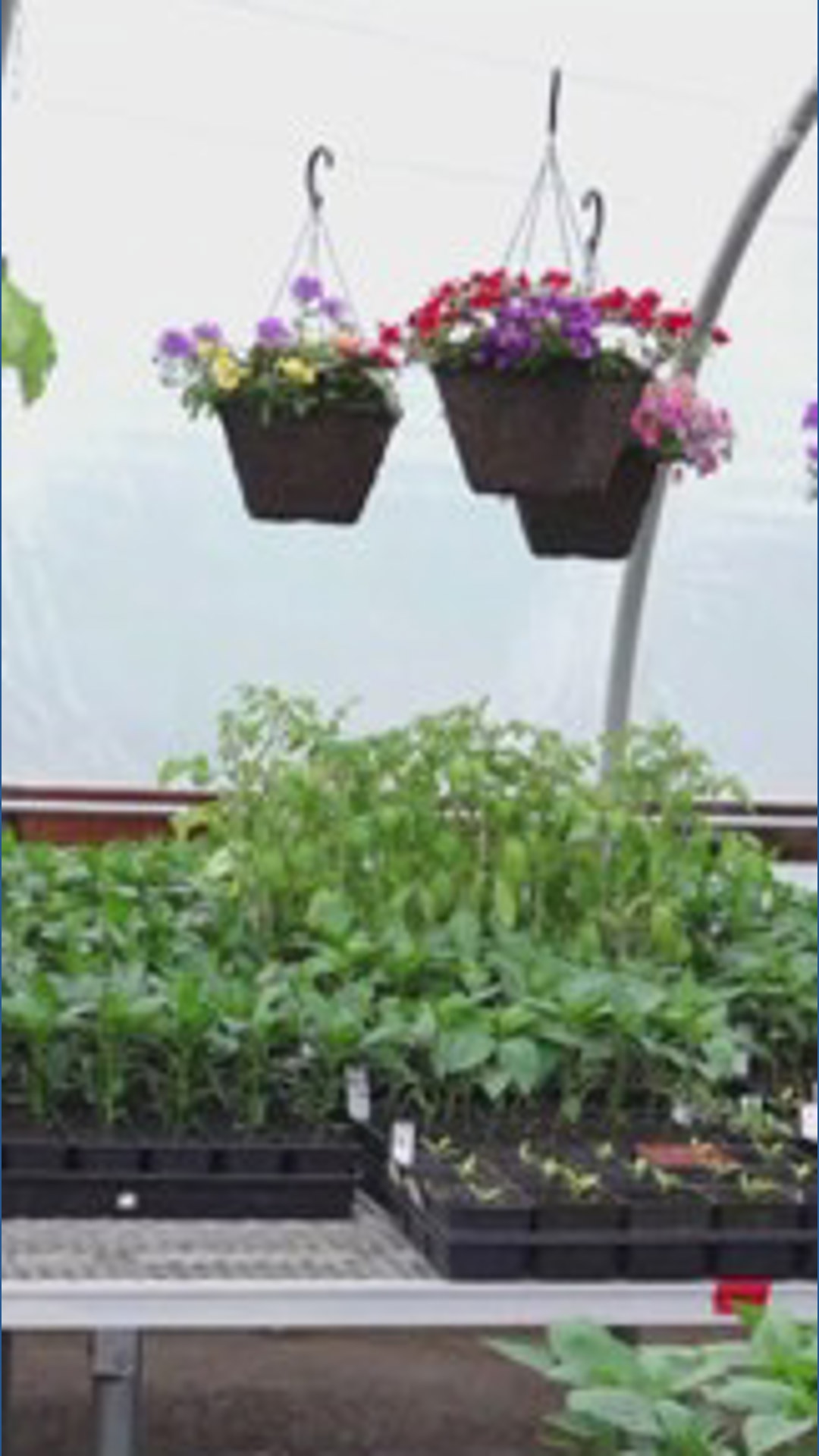 "Vets on the Farm" Great American Plant Sale kicks off | krem.com