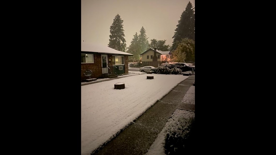 Should you shake your trees to clear the snow? We asked an arborist ...