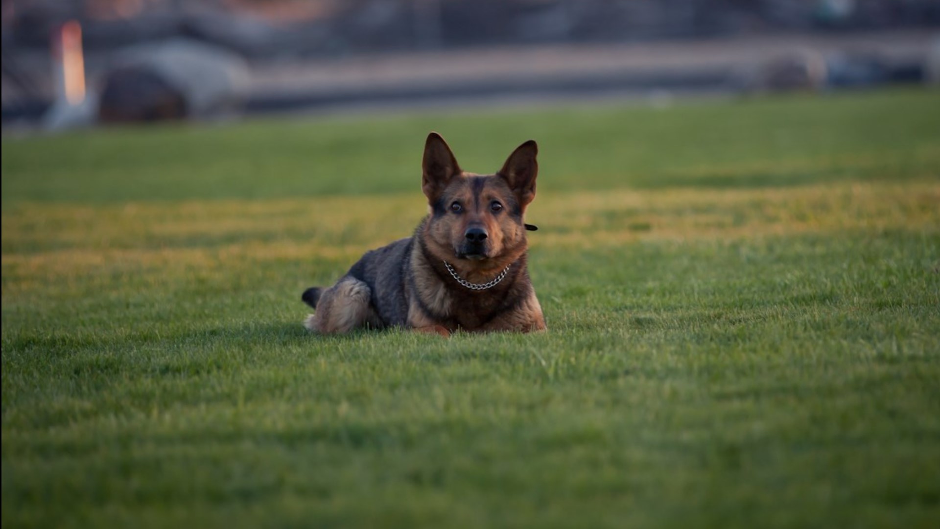 Handler remembers beloved Spokane Police K-9 after death | krem.com