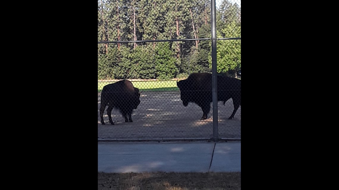 Two bison spotted at Underhill Park in Spokane | krem.com