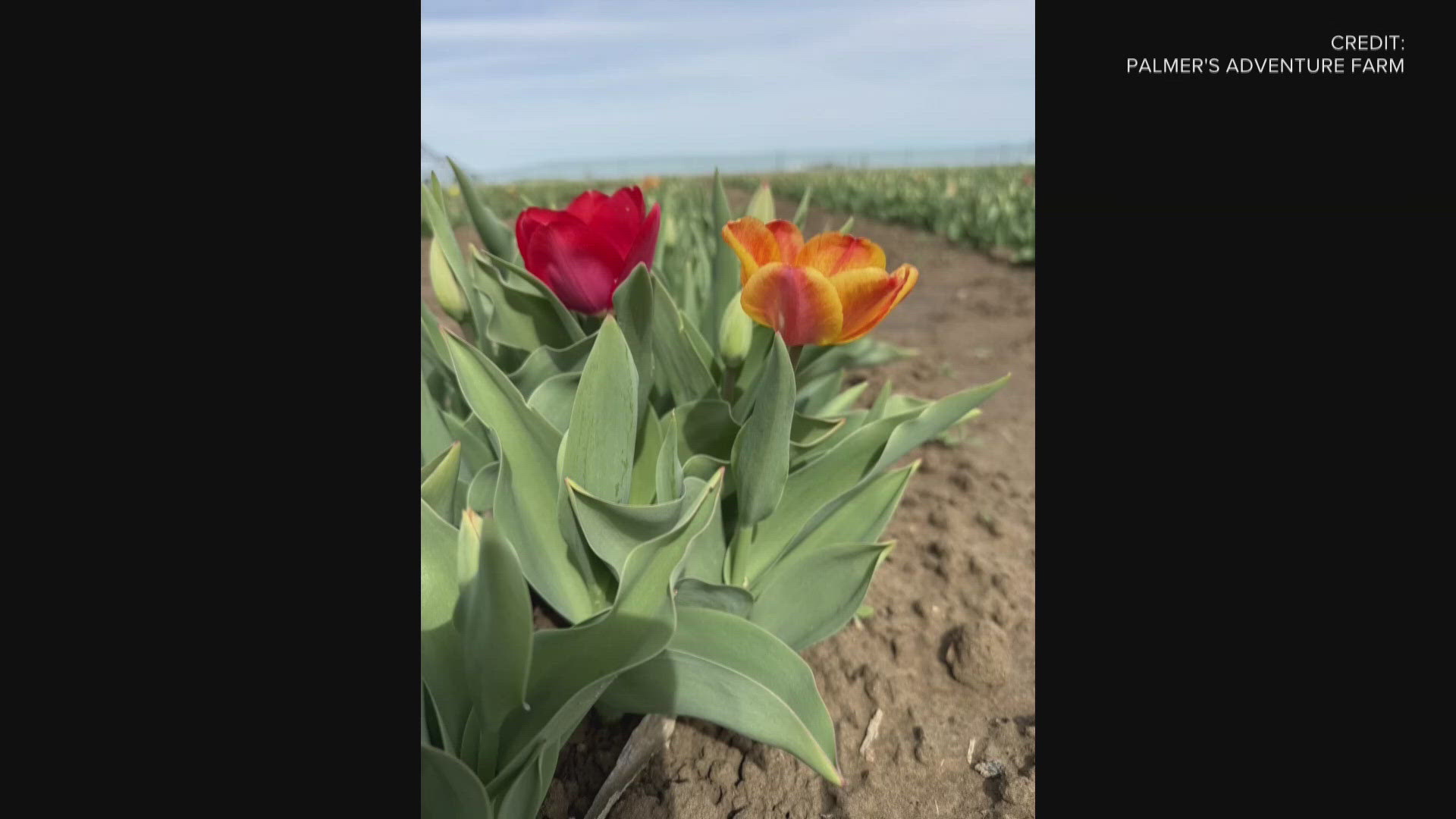 The Inland Northwest is getting its own Tulip Fest in Moses Lake | krem.com