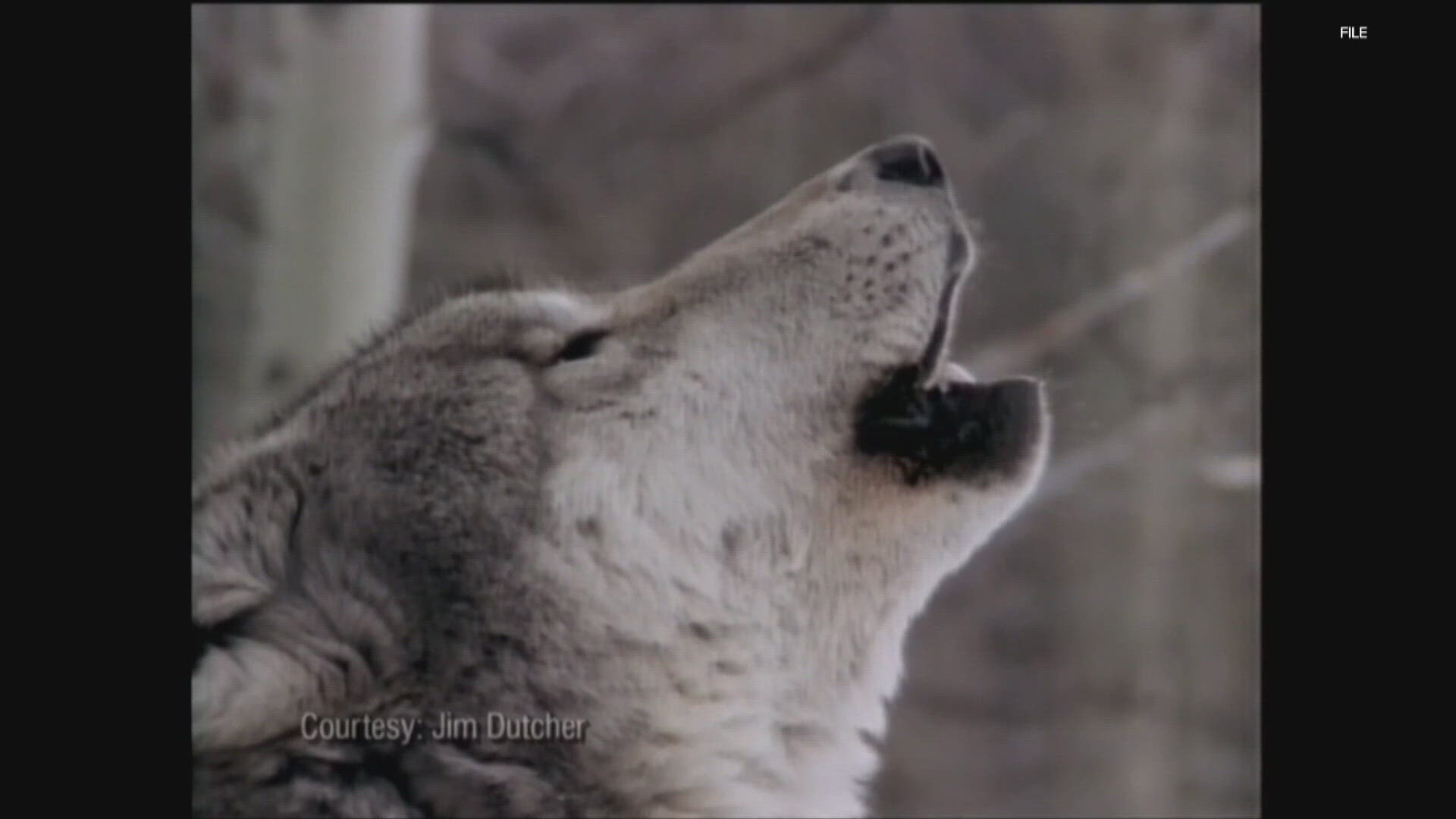 WDFW authorizes killing of up to 2 wolves from Togo wolf pack in Ferry ...