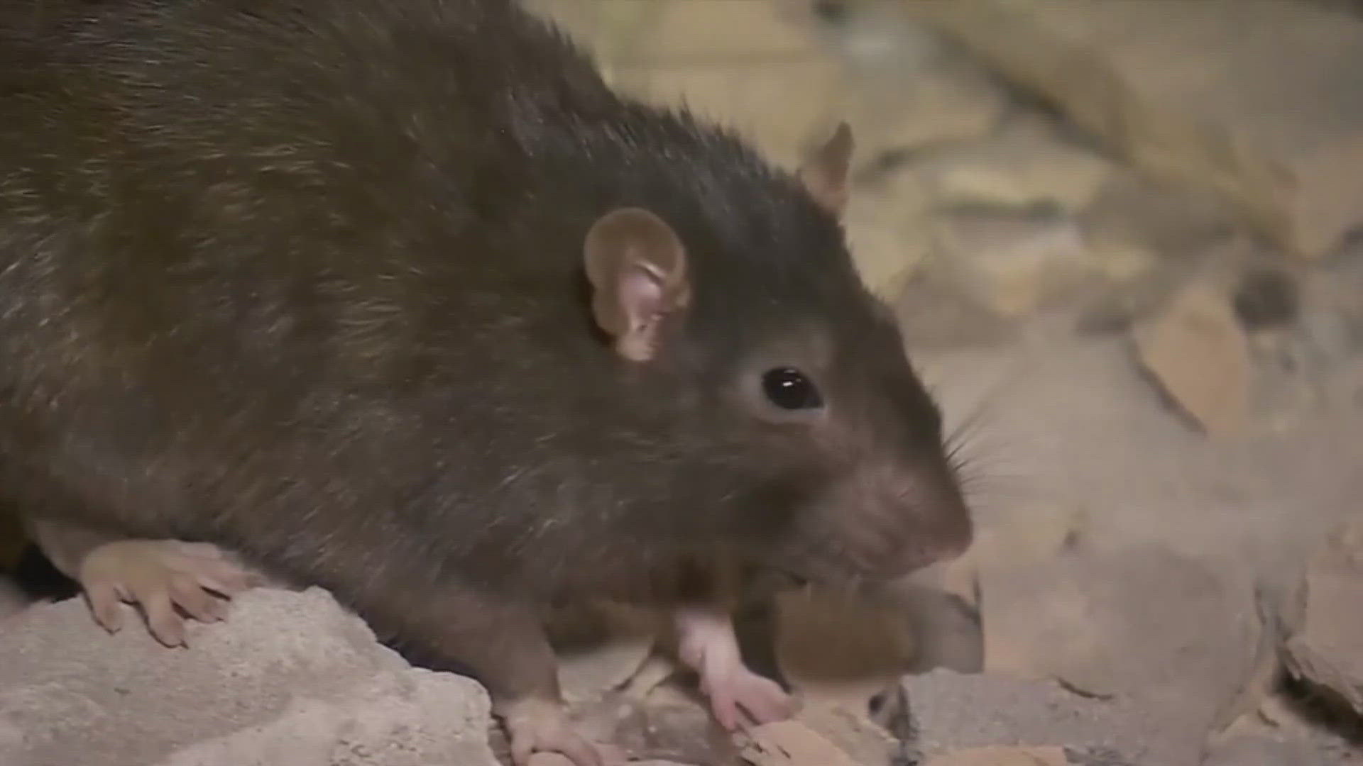 Rats emerging from Western Washington toilets amid flooding | krem.com