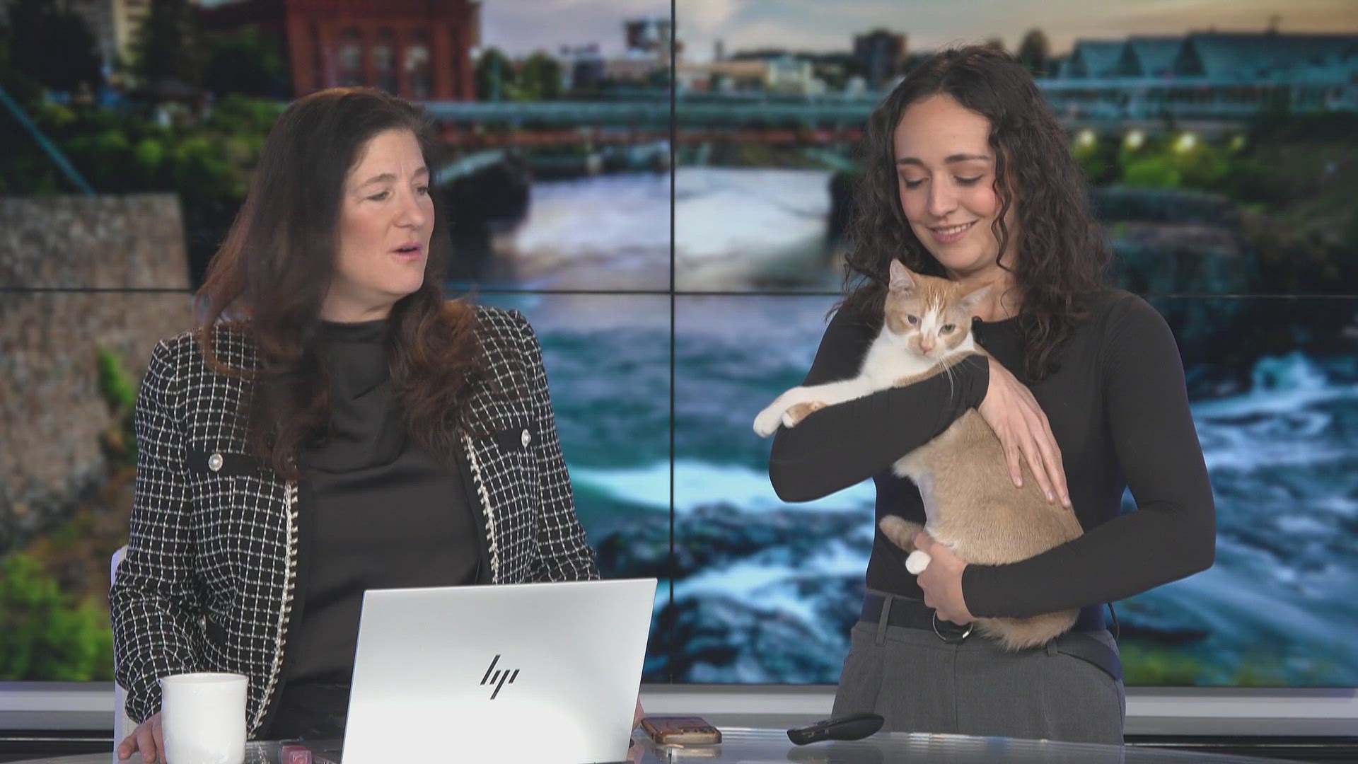 Pick of the Litter: Meet Lea, a nine-month-old kitty from California ...