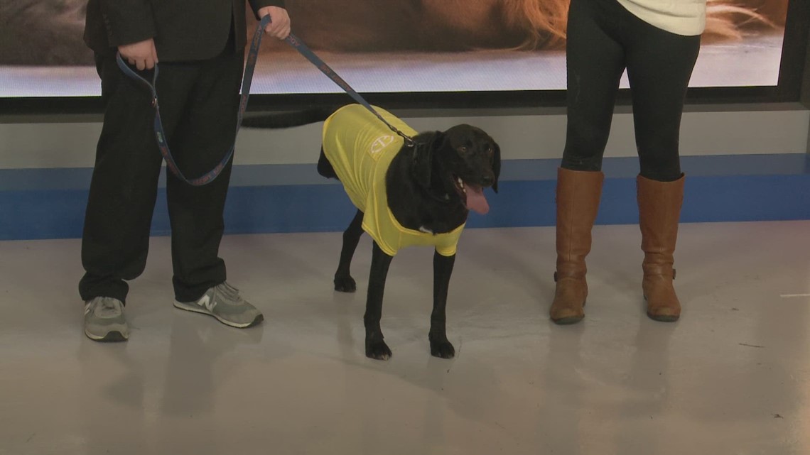 Meet August! | Pick of the Litter on Tuesday, January 2, 2024 | krem.com