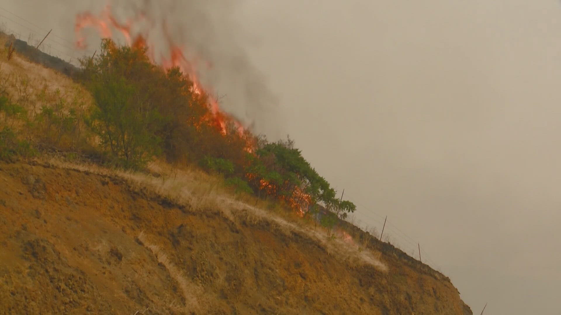Study Uw Researchers Link Wildfire Smoke Exposure To Decline In Sperm