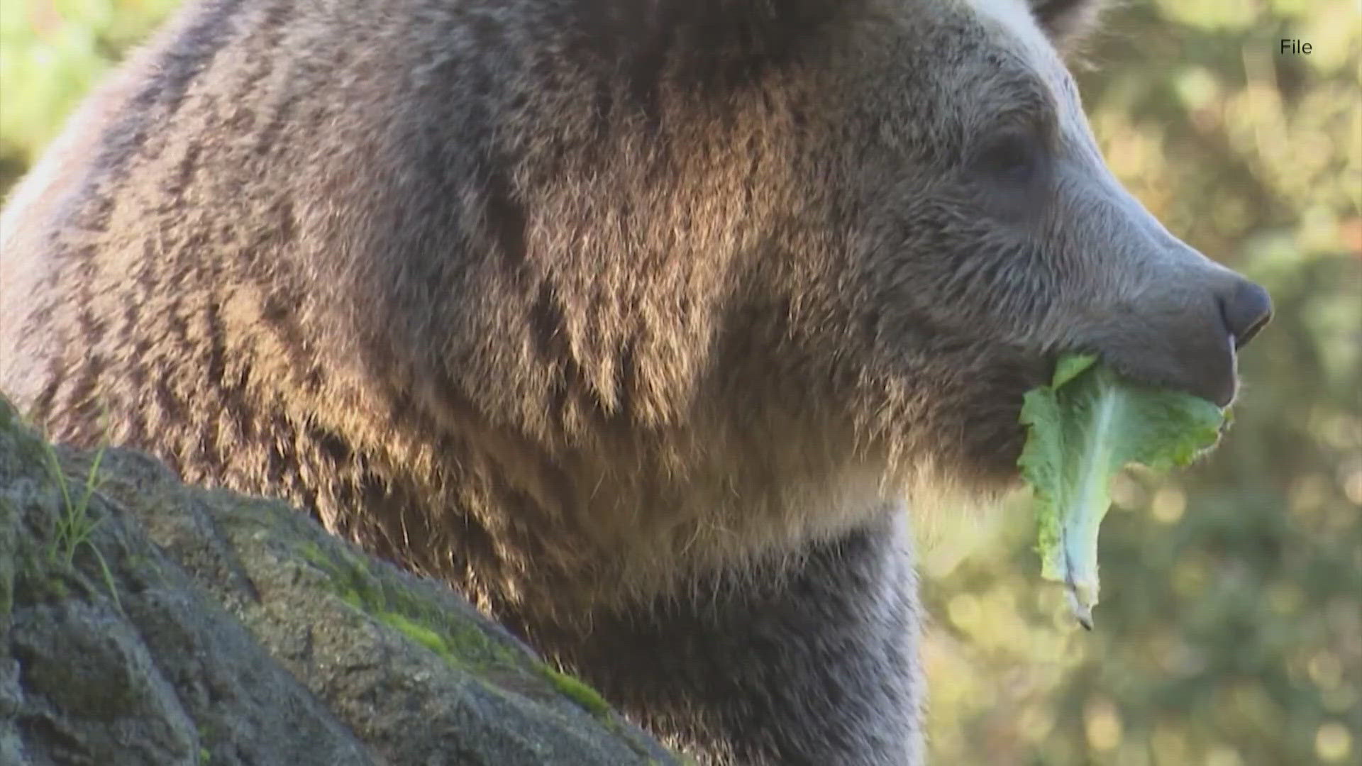 IDFG shares bear safety tips for campers, hikers in North Idaho | krem.com