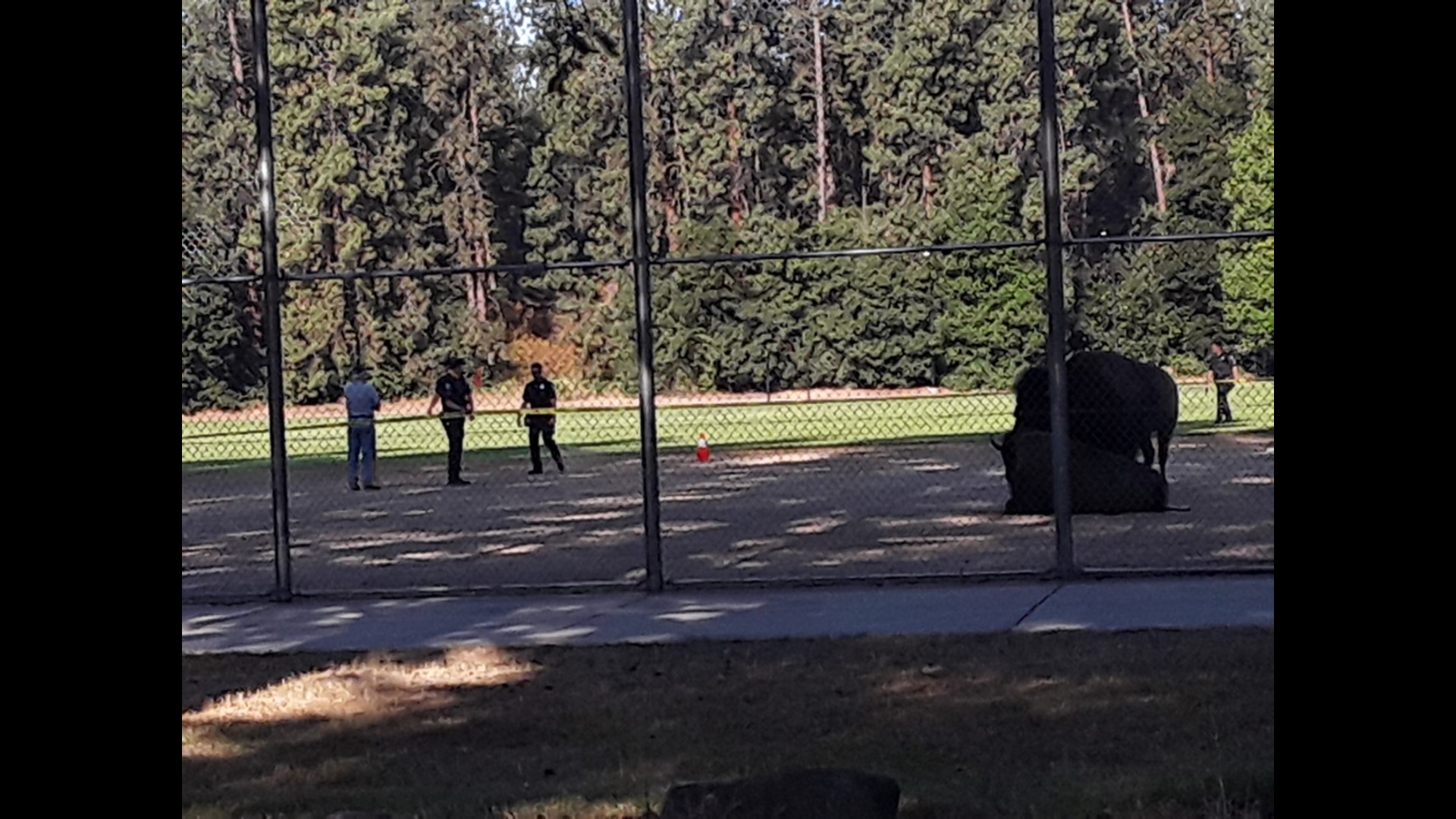 Two bison spotted at Underhill Park in Spokane | krem.com