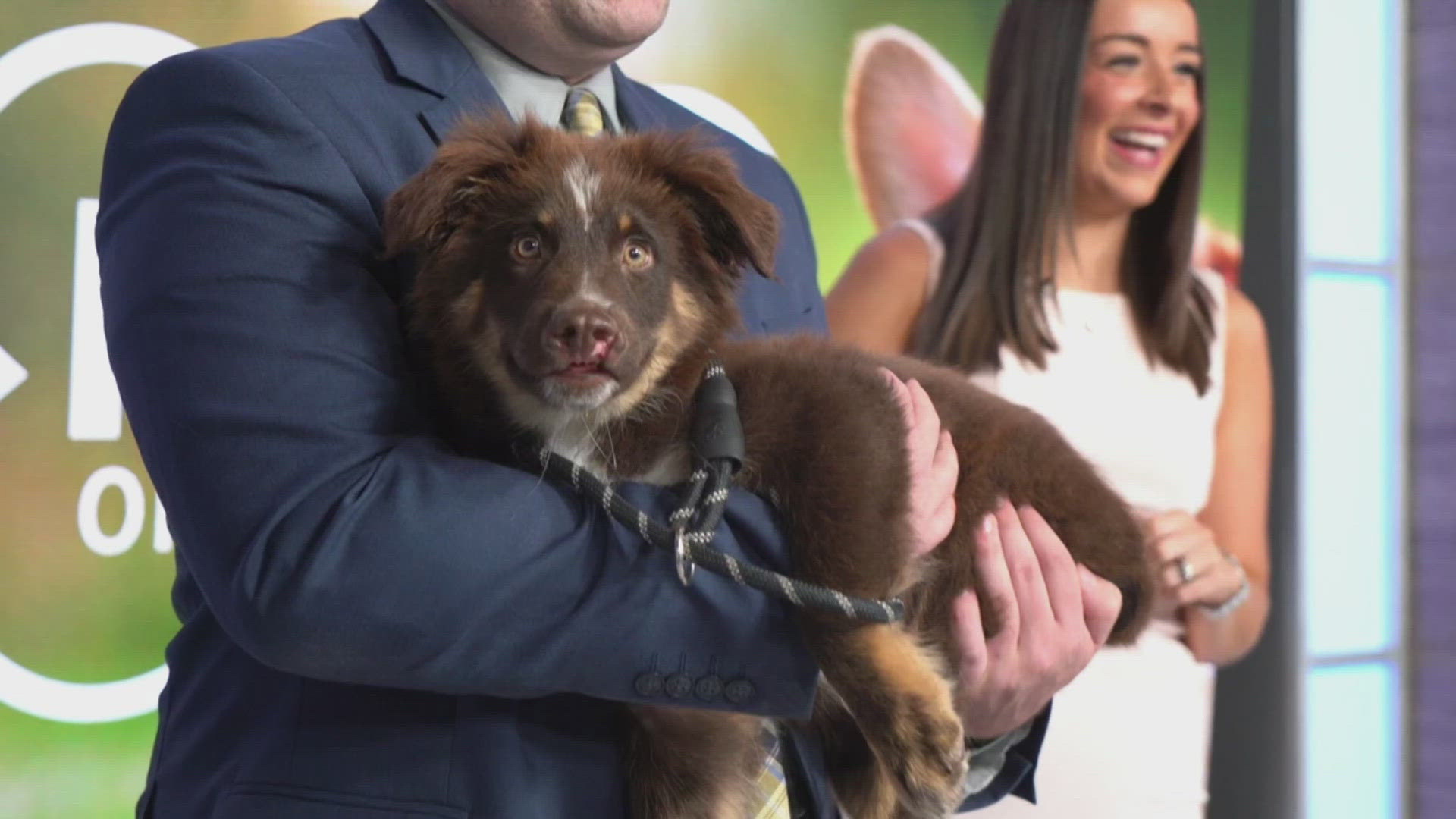 Pick of the Litter: Meet Milkdud, a two-month-old Australian Shepard ...