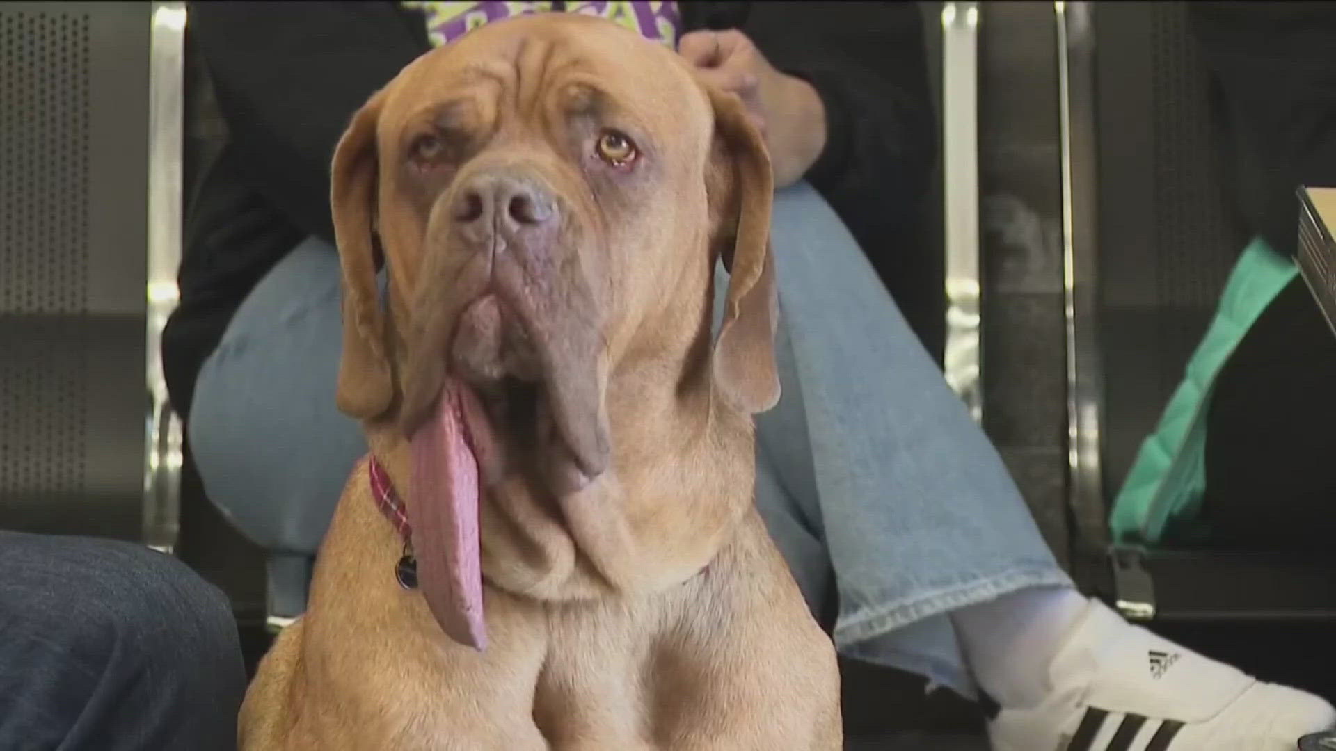 Here is the world's longest tongue on a living dog | krem.com