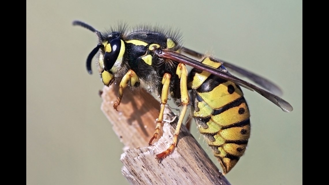 What To Wear To Protect From Yellow Jackets at Zane Hodge blog