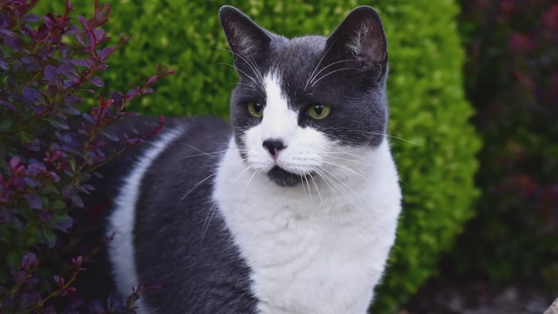 Owner of euthanized cat still looking for apology and answers from ...