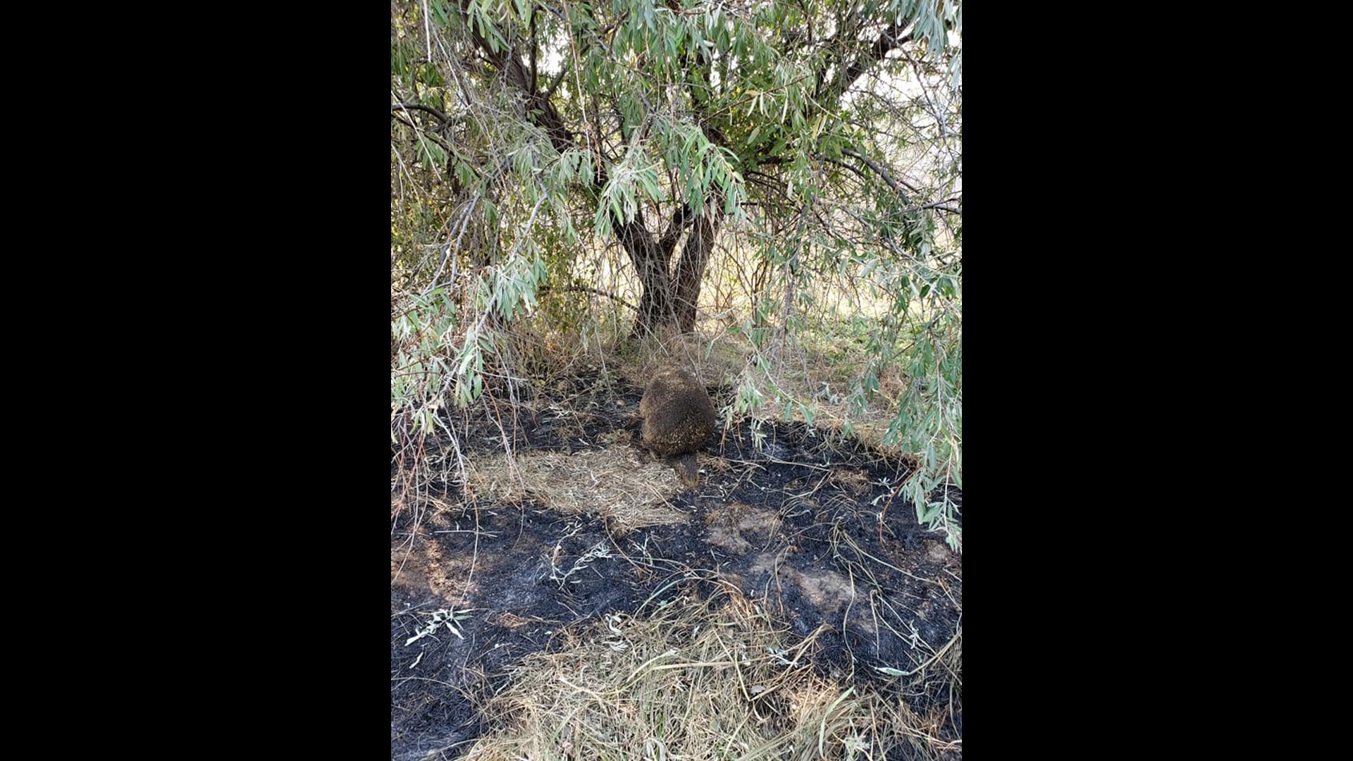 'The hope people need': Porcupine goes viral after recovery efforts ...