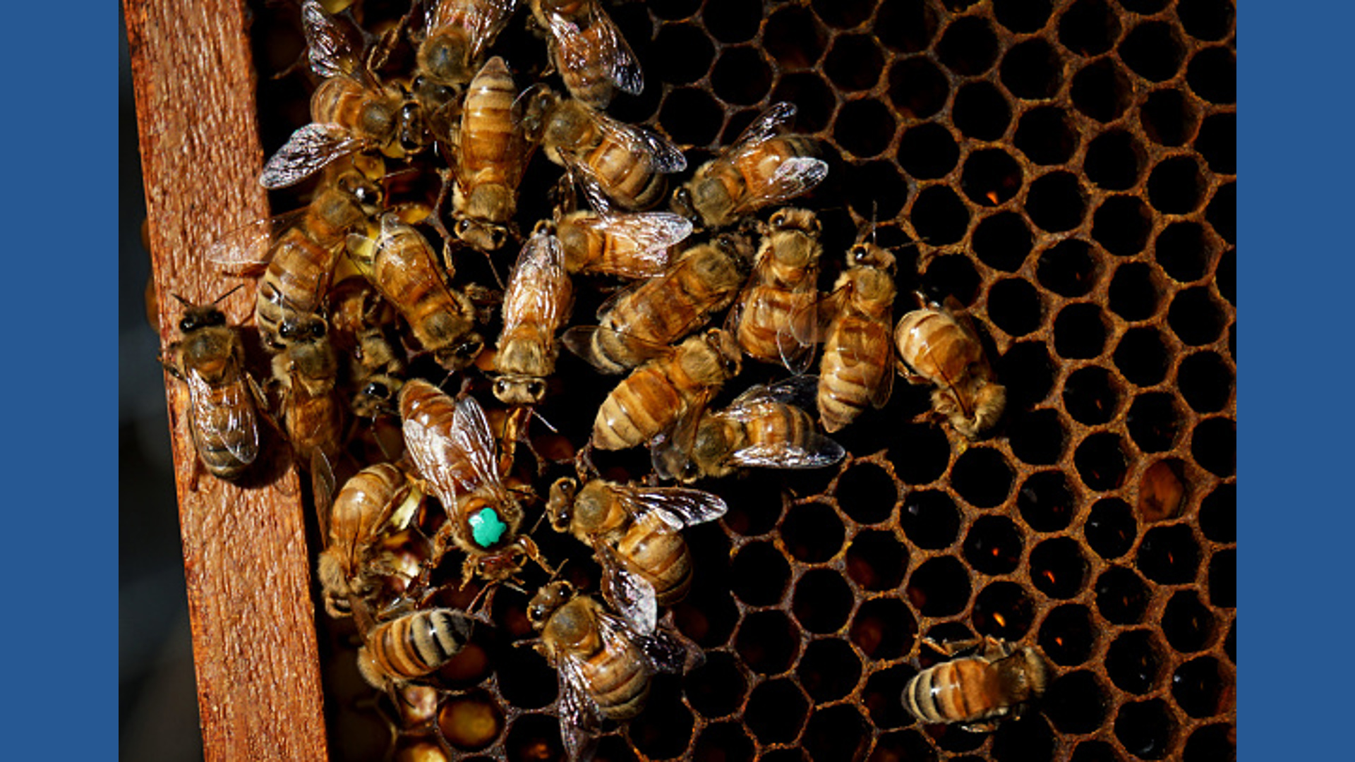 Washington Bee Atlas looking for volunteers and land access to keep ...