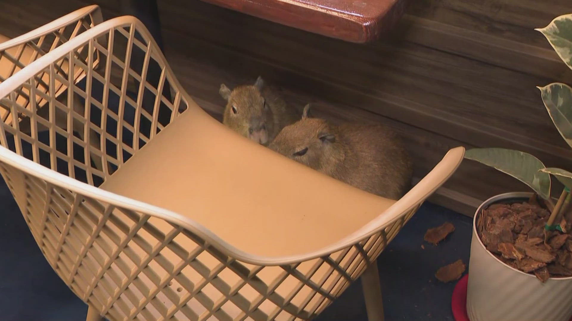 Coffee with capybaras: new café experience coming to Coeur d'Alene ...