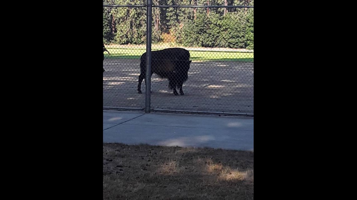 Two Buffalo spotted in Underhill Park in Spokane Valley | krem.com