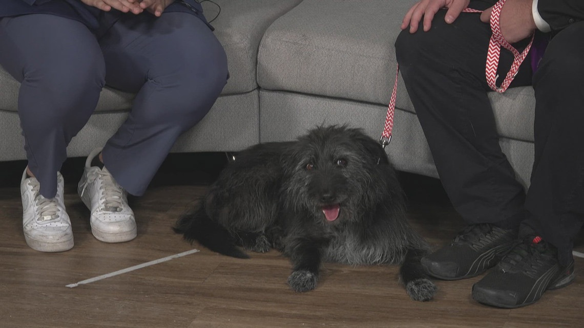 Pick of the Litter: Meet Daisy, one of SpokAnimal's newest arrivals ...
