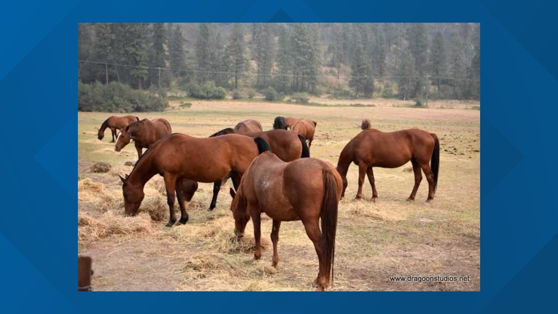 What to do with your animals during fire evacuations | krem.com