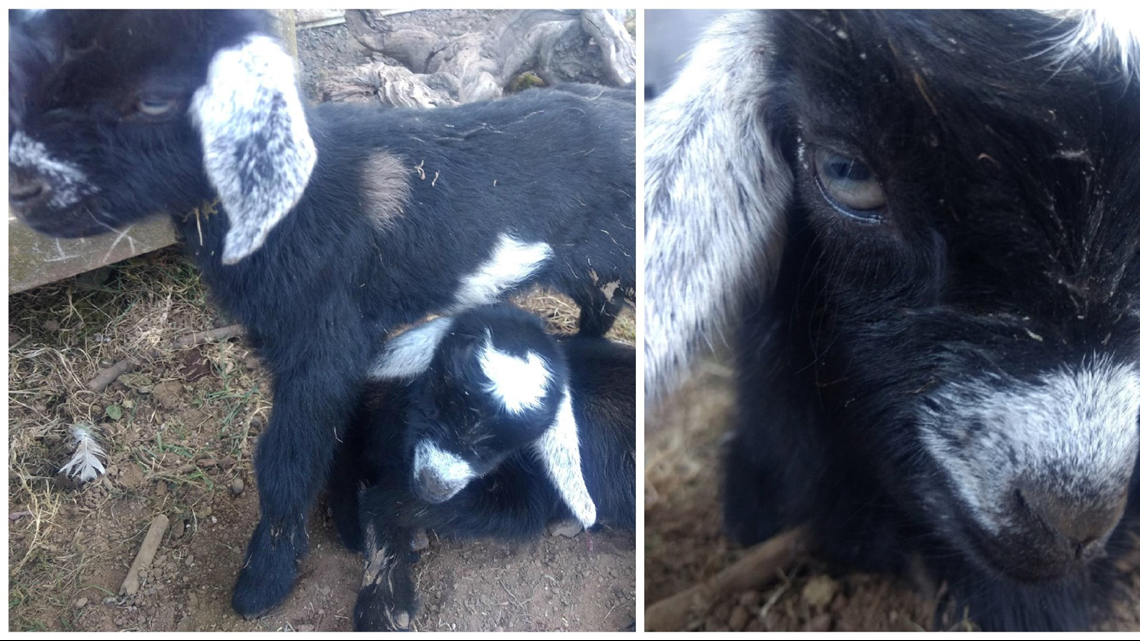 WSDOT has two new and hilariously-named future maintenance goats | krem.com
