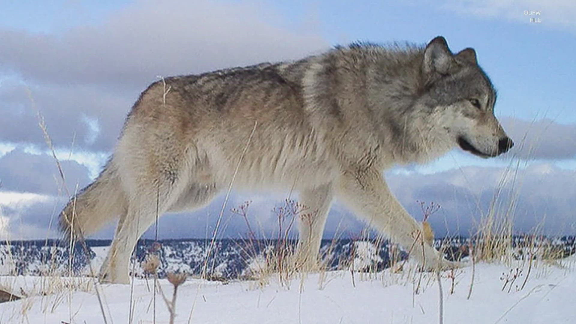 Center for Biological Diversity intends to sue US Fish and Wildlife ...