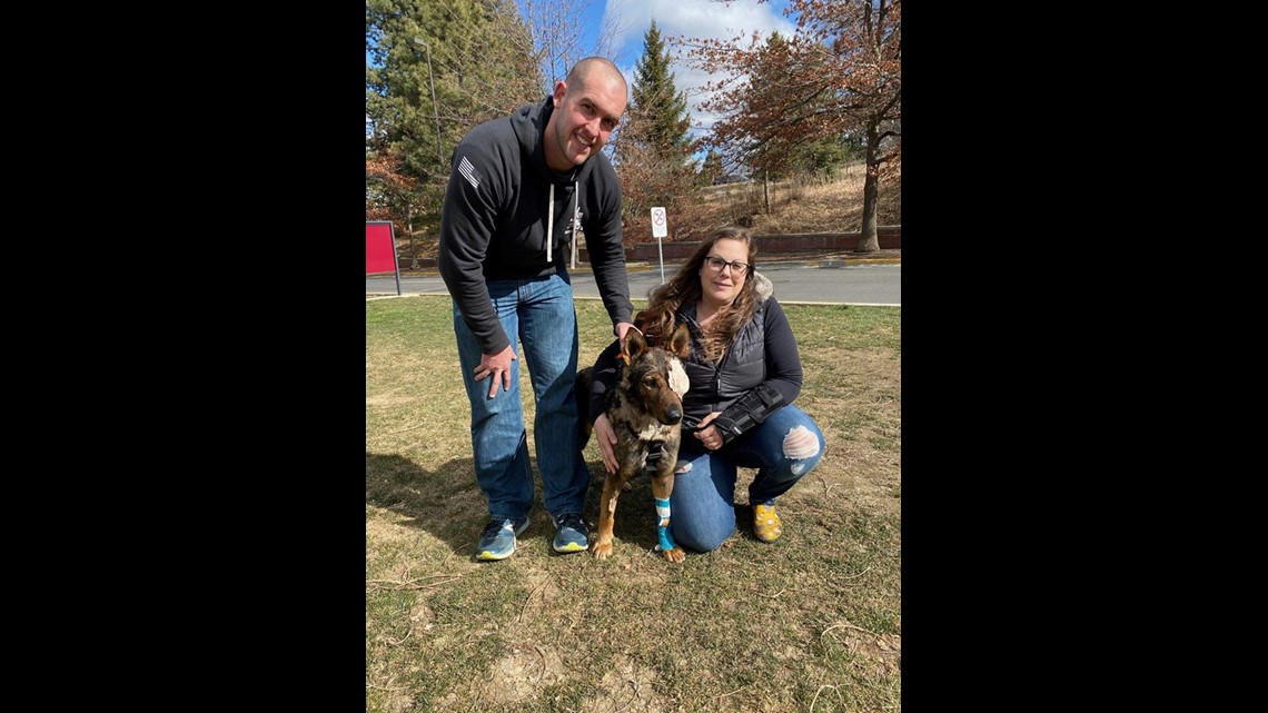 Moses Lake police K-9 released from hospital after losing eye in ...
