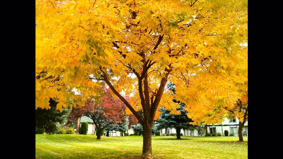 KREM 2 viewer photos of Spokane fall colors | krem.com