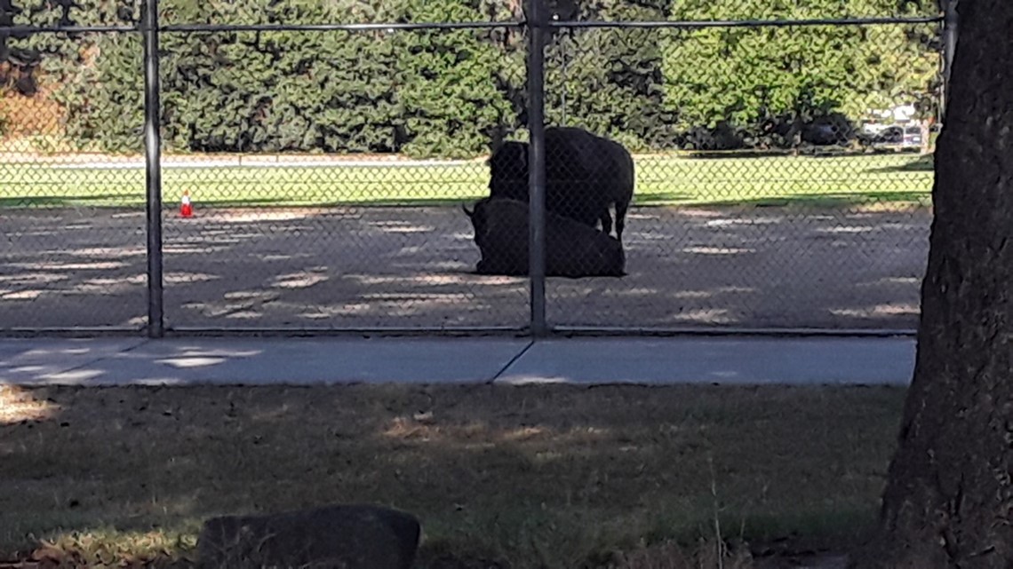 Two Buffalo spotted in Underhill Park in Spokane Valley | krem.com