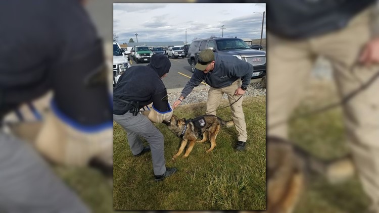 Moses Lake PD says K-9 Chief is driven and 'eager to learn' | krem.com