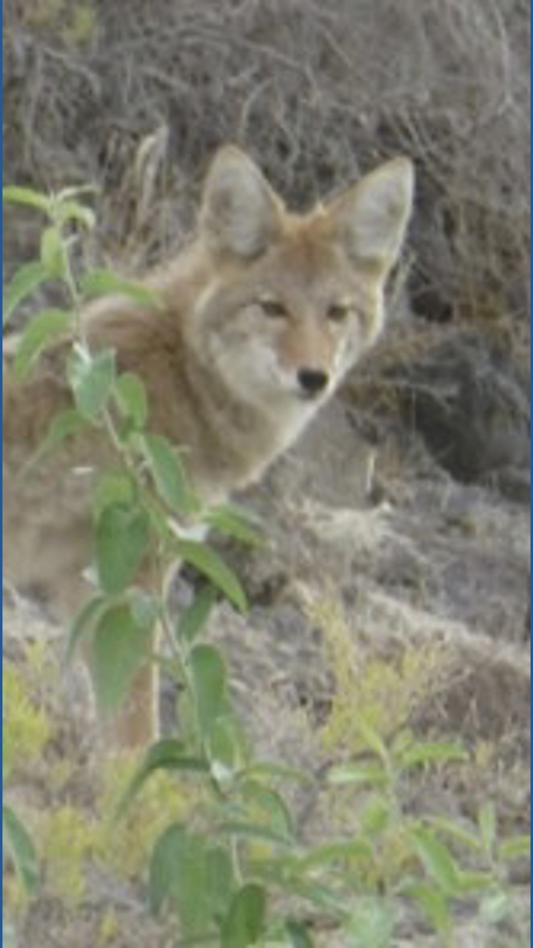 Idaho Fish and Game advises to watch dogs following coyote attack ...