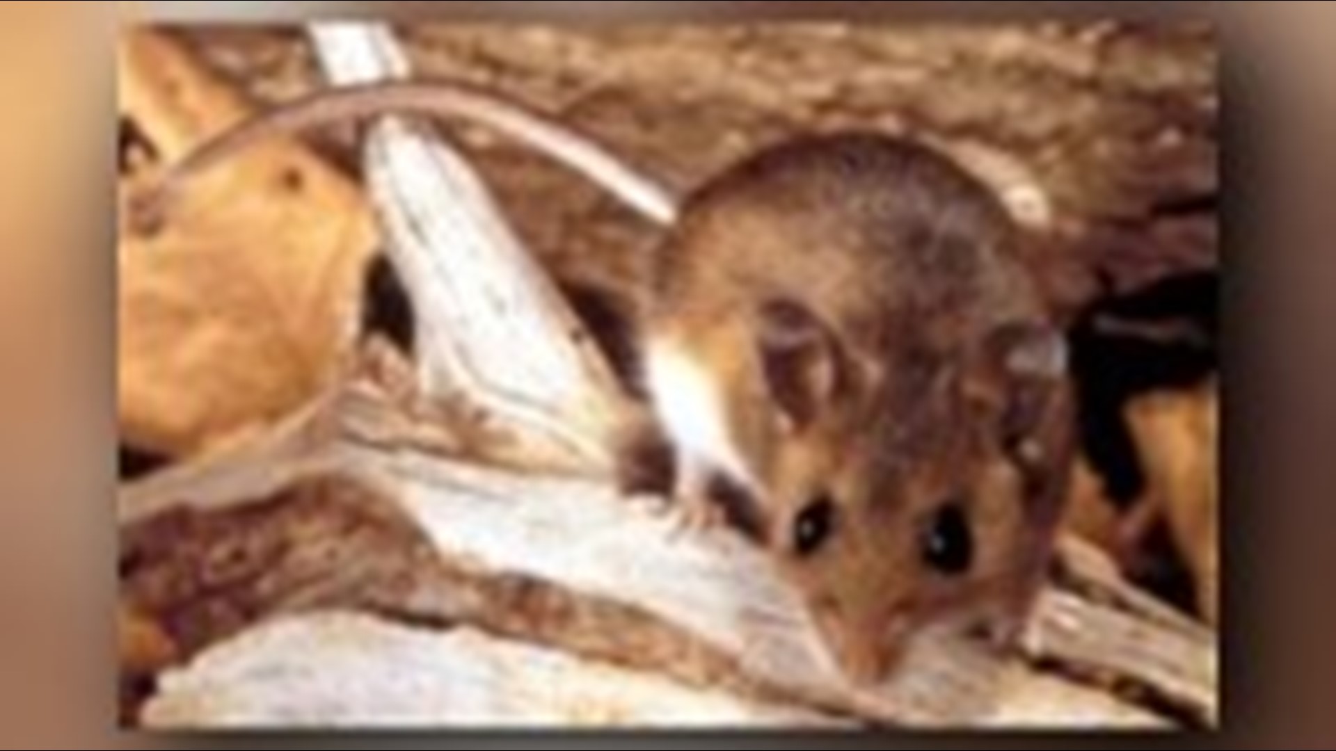 WSU study finds high prevalence of hantavirus in Pacific Northwest ...