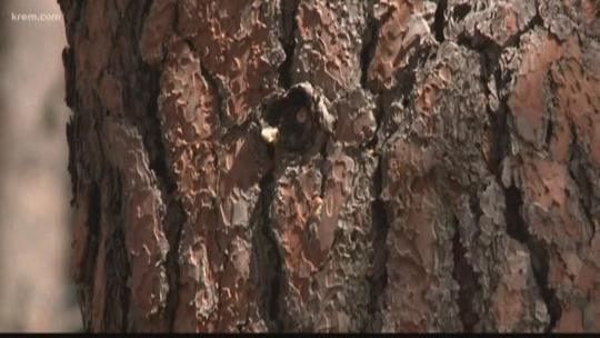 Idaho Department of Lands urges landowners to remove downed trees to ...