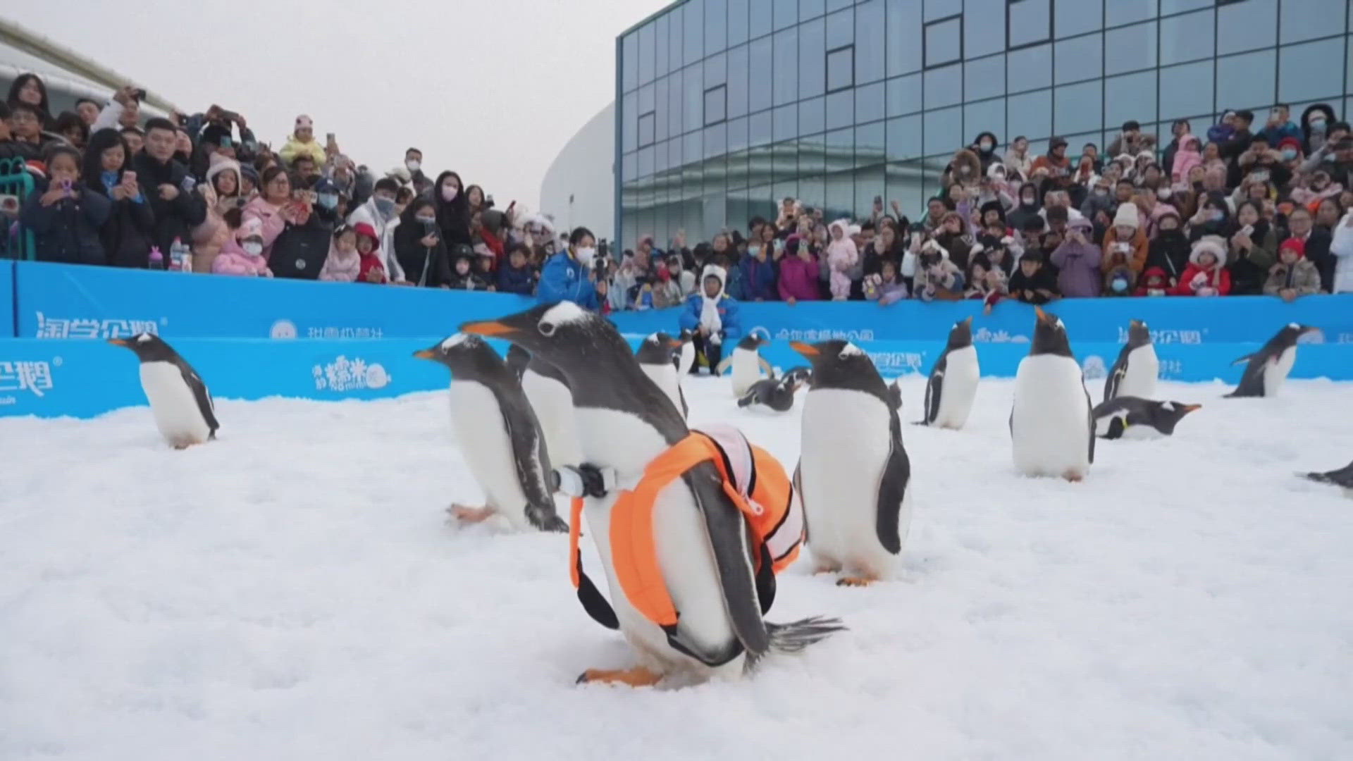 China hosts record-breaking penguin parade | krem.com