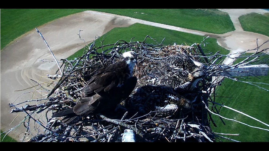 Sandpoint osprey chicks get ready to spread their wings | krem.com