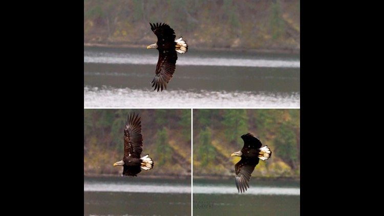 Bald eagles spotted at Higgins Point | krem.com