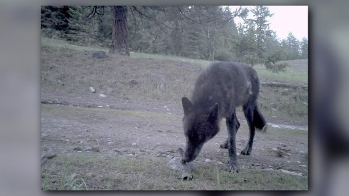 Judge issues temporary restraining order to prevent wolf killings in ...