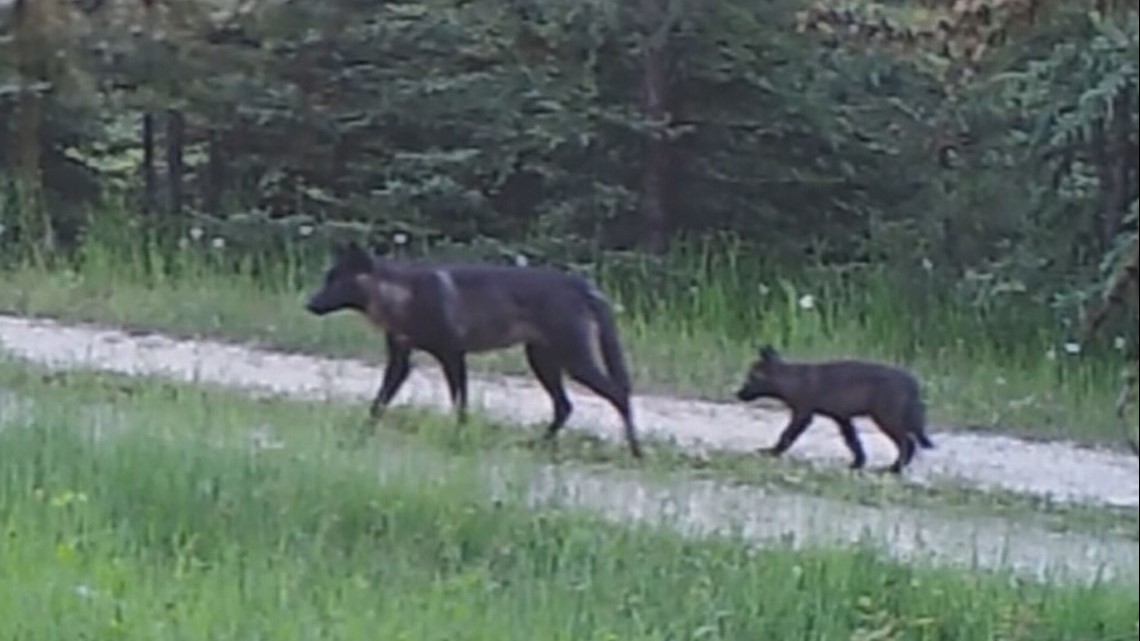 New Washington wolf pack may face lethal removal | krem.com