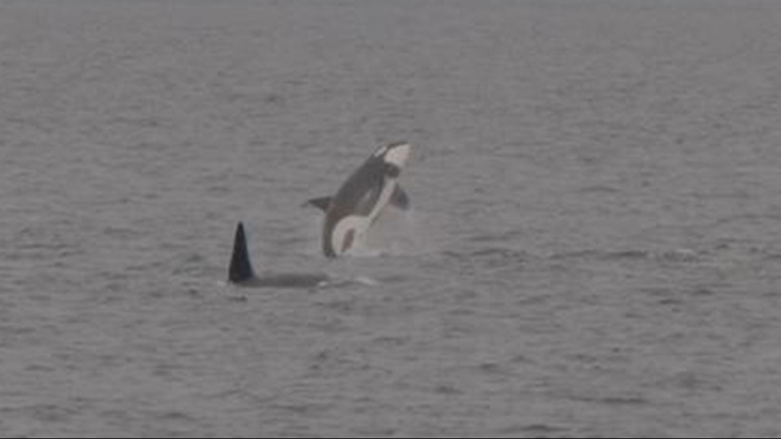 'Superpod' of Puget Sound orcas wows onlookers | krem.com